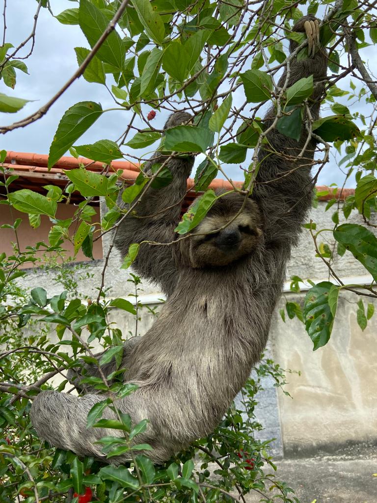 Guarda Municipal resgata bicho preguiça em Itaipuaçu - Prefeitura de Maricá Guarda Municipal resgata bicho preguiça em Itaipuaçu - Prefeitura de Maricá